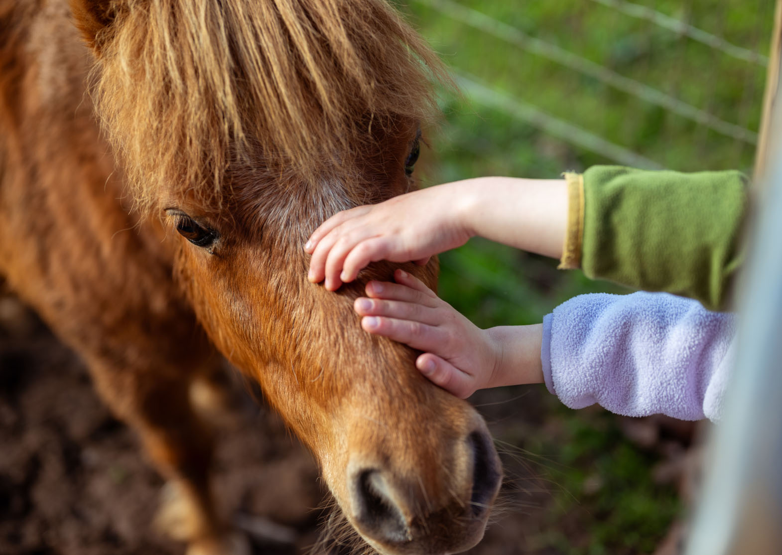 Bushies - Candlebark School